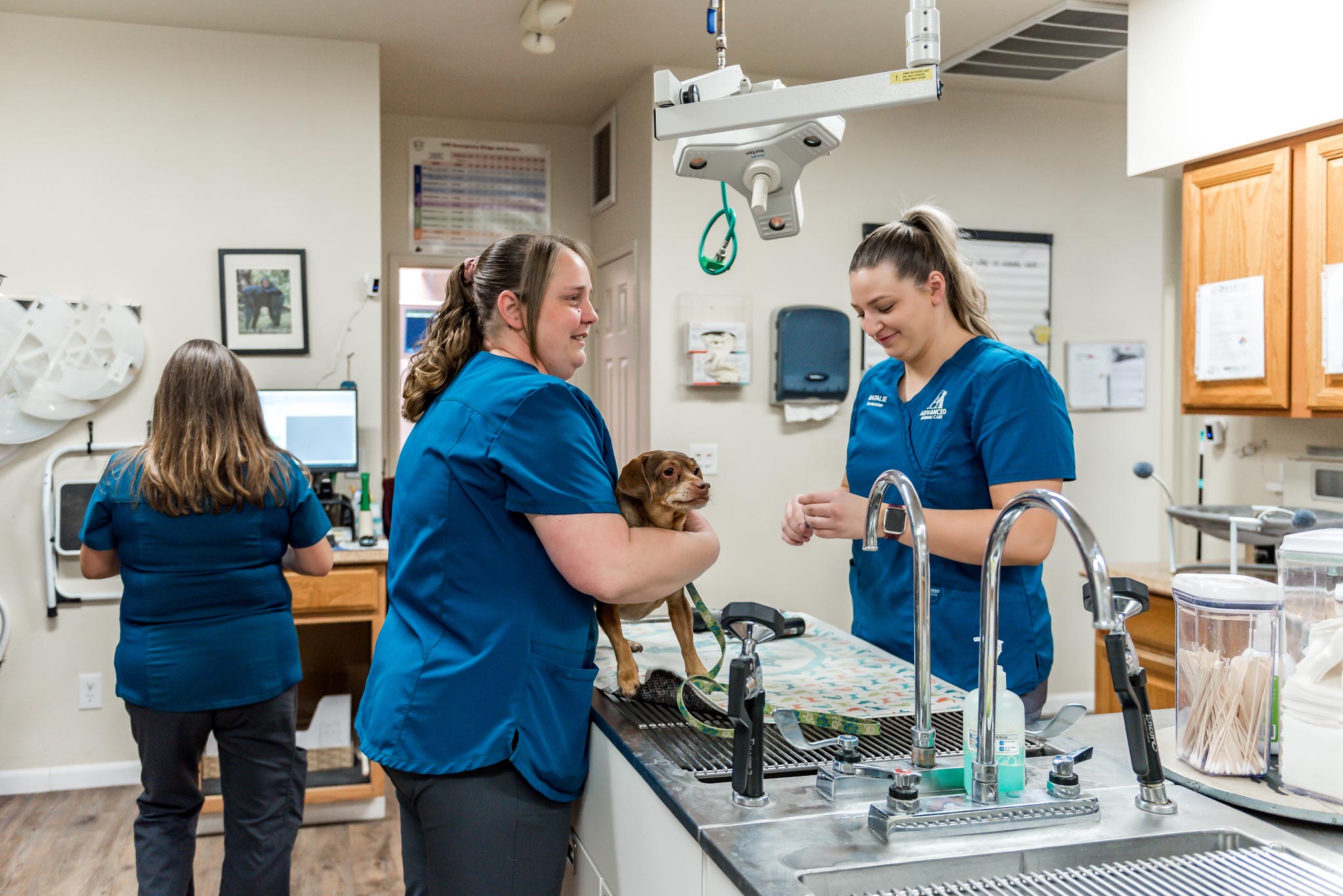 What to Do in a Pet Emergency | Advanced Animal Care